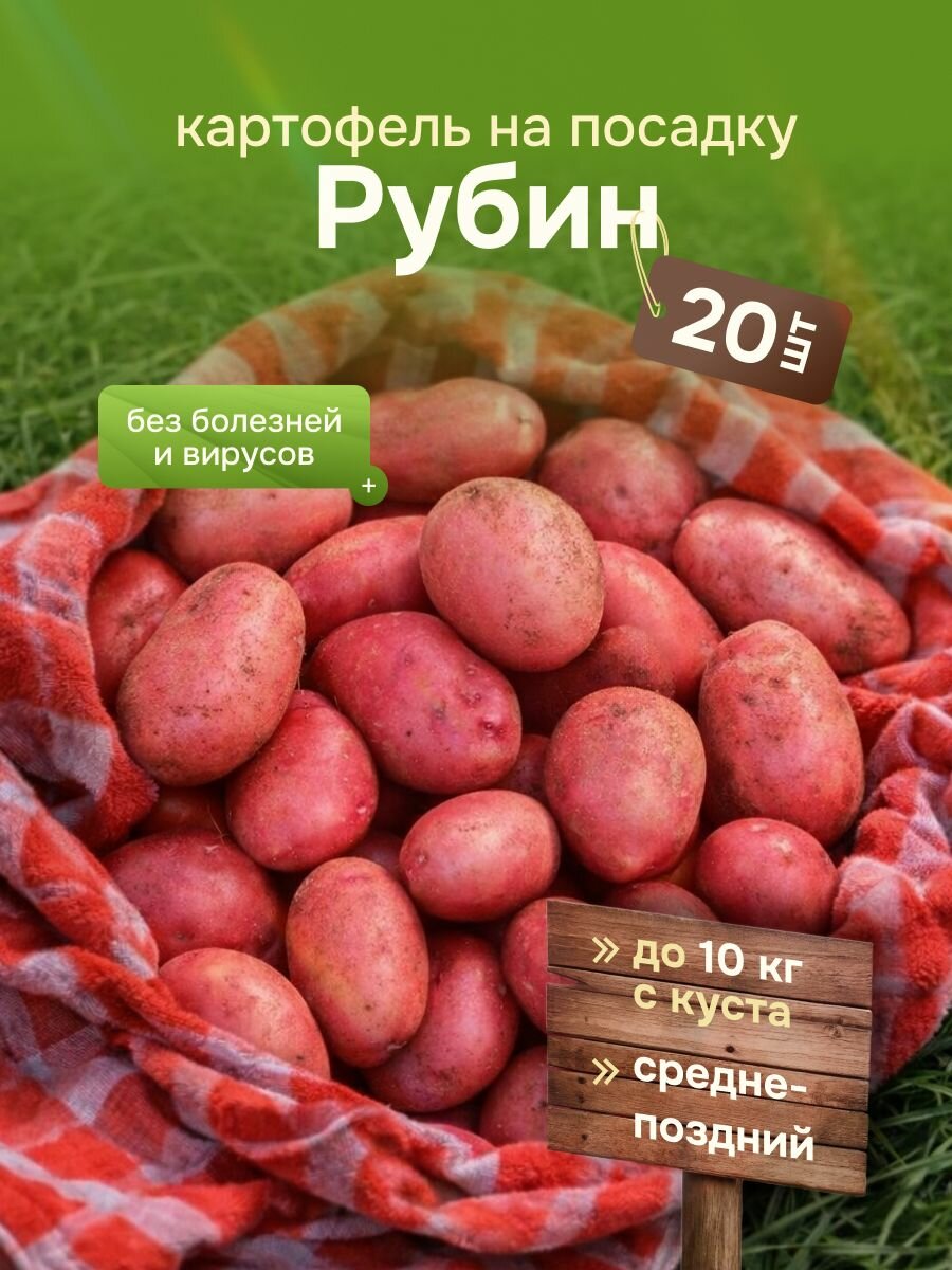 Семенной картофель на посадку Рубин 20 шт (среднепоздний)