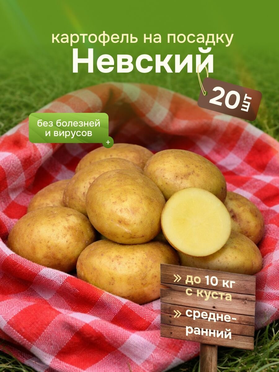 Семенной картофель на посадку Невский 20 шт (среднеранний)