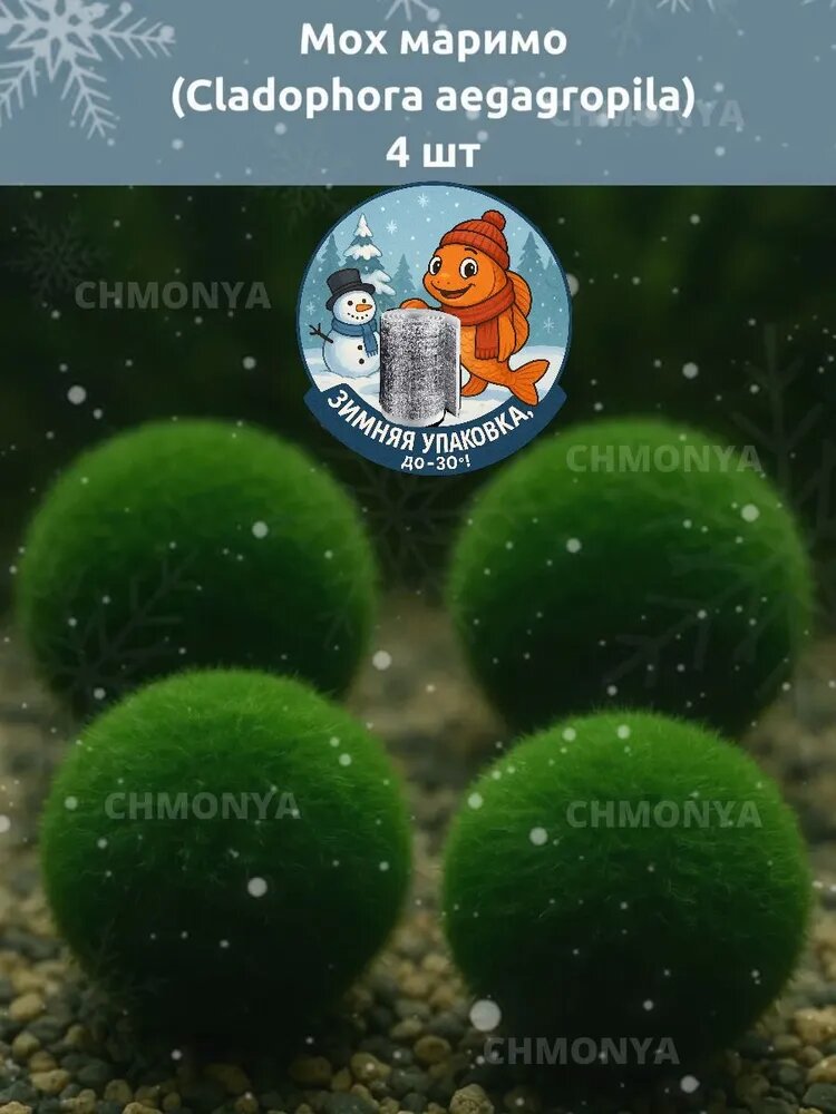 Кладофора шаровидная мох маримо (Aegagropila linnaei) 2-4см 4шт.