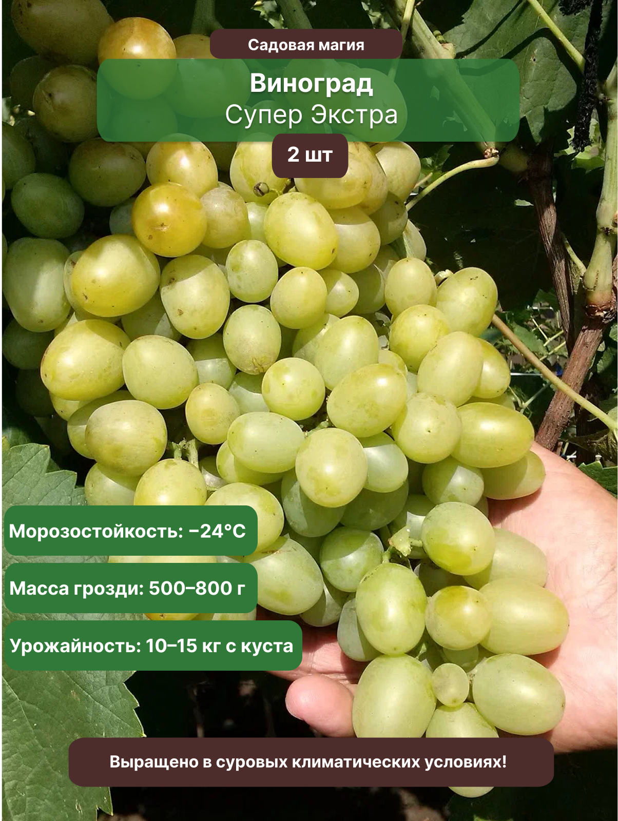 Виноград Супер экстра (2 шт) / раннеспелый, морозостойкий сорт