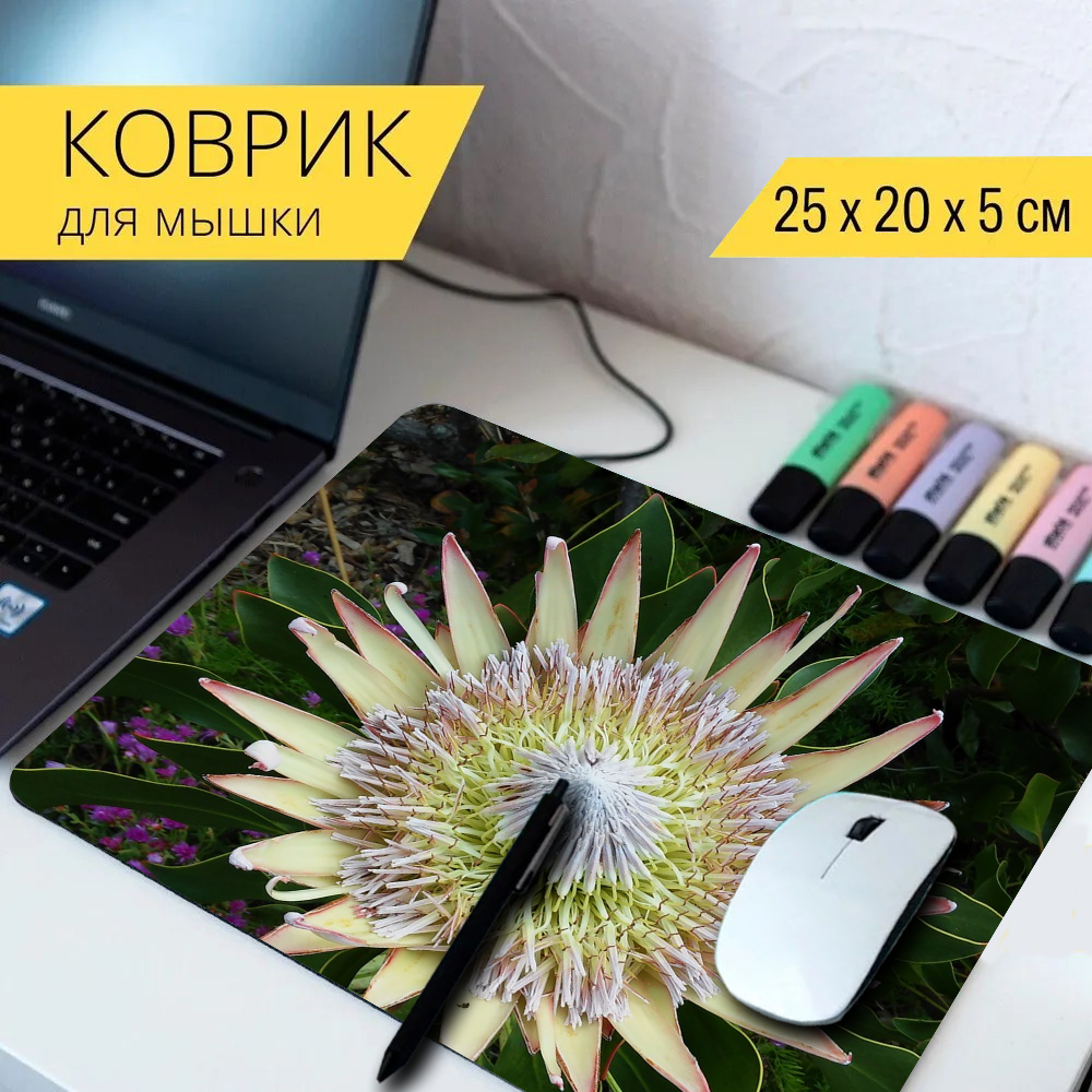 Коврик для мыши с принтом "Протея, южная африка, цветок" 25x20см.