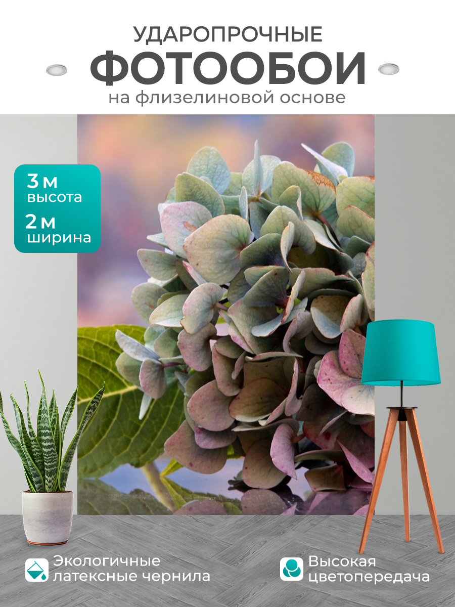 Фотообои моющиеся ударопрочные "Натюрморт, цветок, гортензия" 200x300 см. флизелиновые на стену