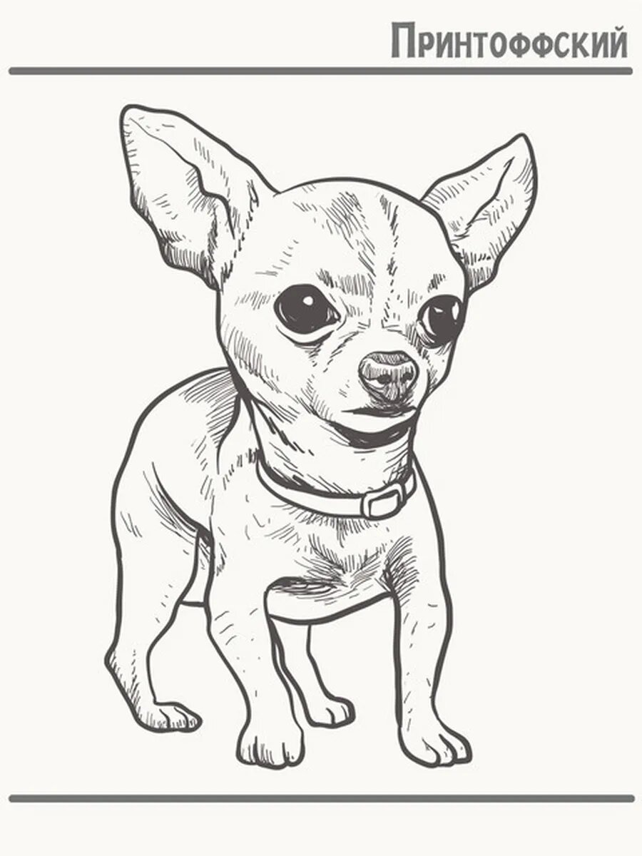 Термонаклейка для одежды и аксессуаров DTF-печать чихуа хуа собака dog щенок