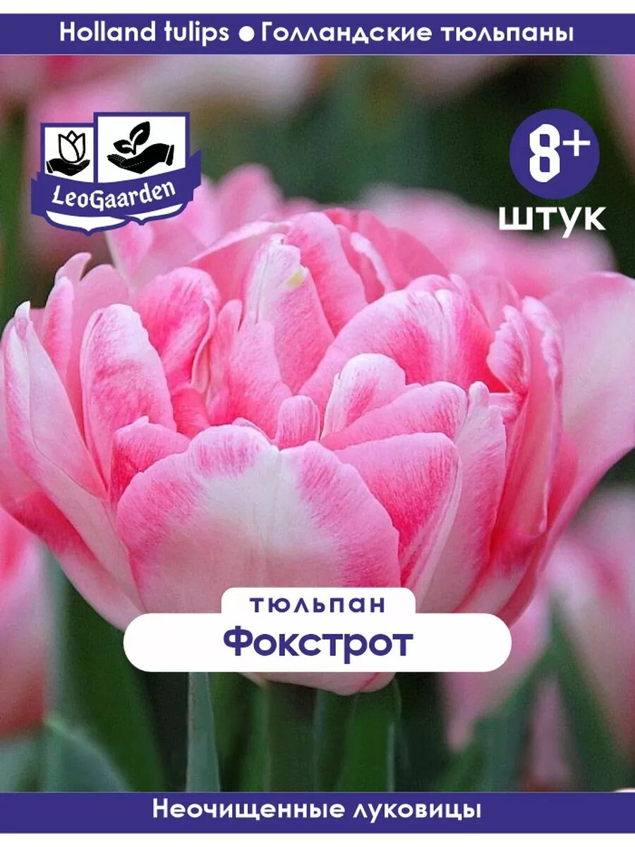 Тюльпан Луковица, Фокстрот, 8+ шт