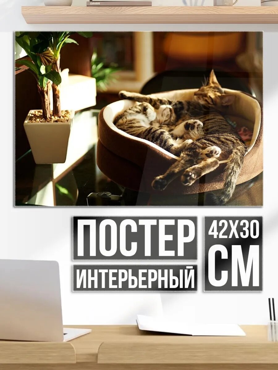 Плакат постер Два спящих котенка