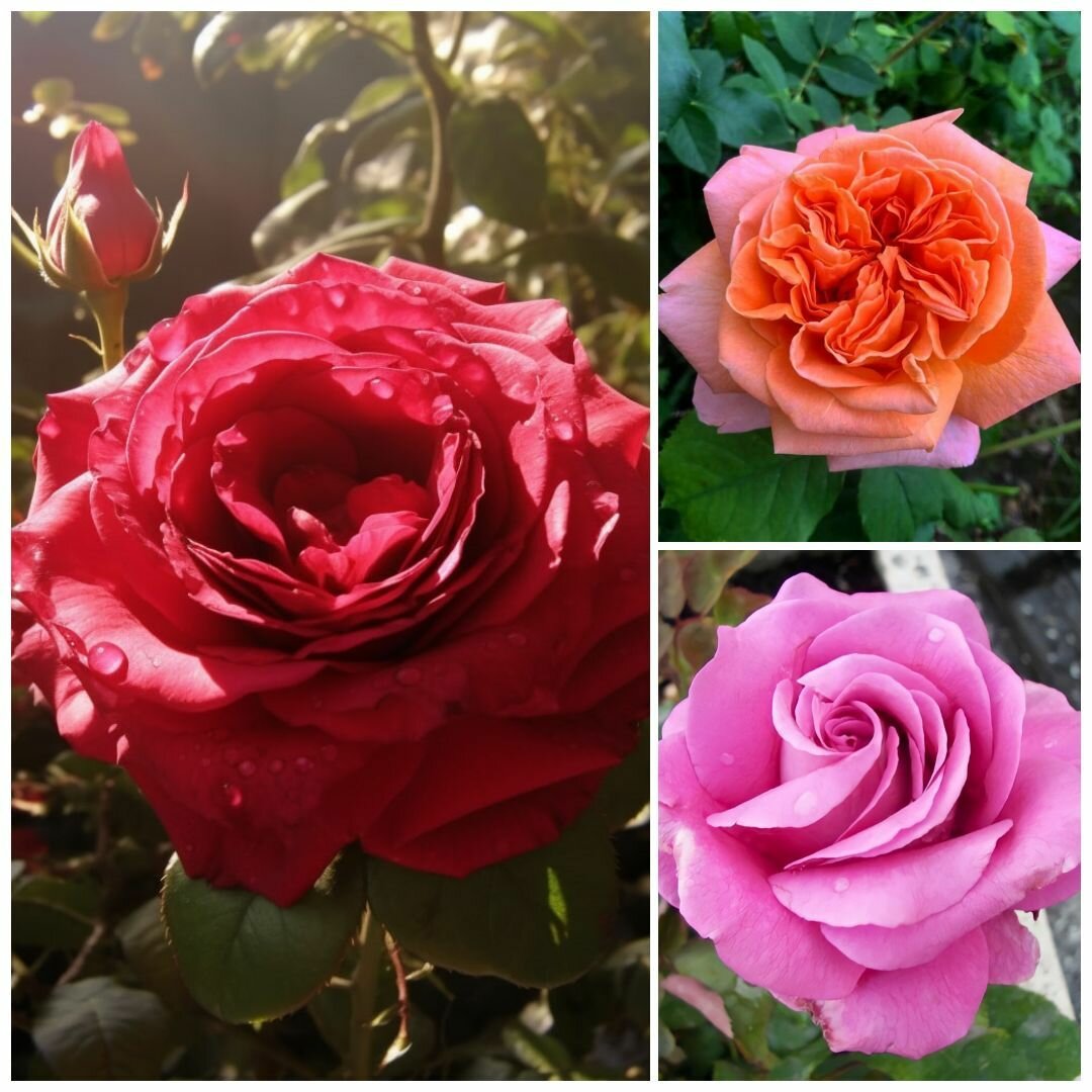 Комплект чайно-гибридных роз Красота Времени 3 шт