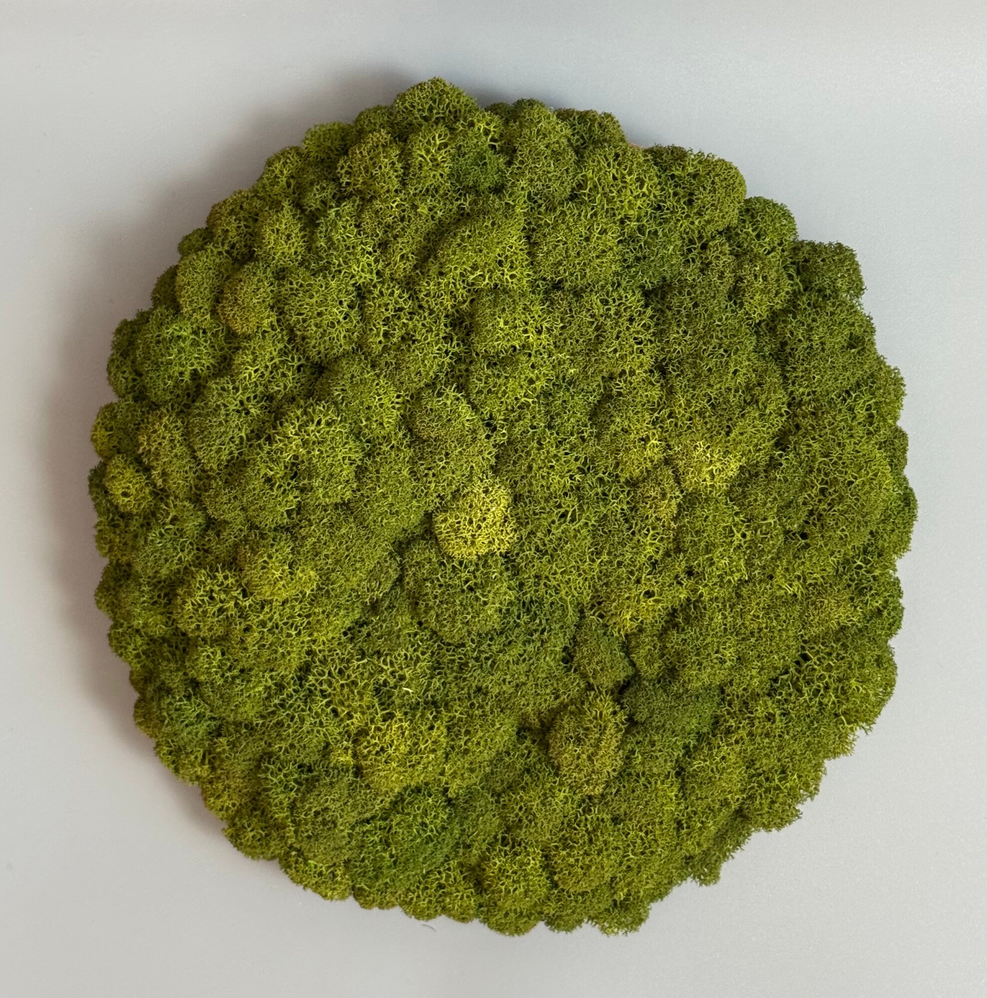 Панно "Мох лайм" 20 см, натуральный стабилизированный ягель, идеальный декор для гостиной, спальни, офиса
