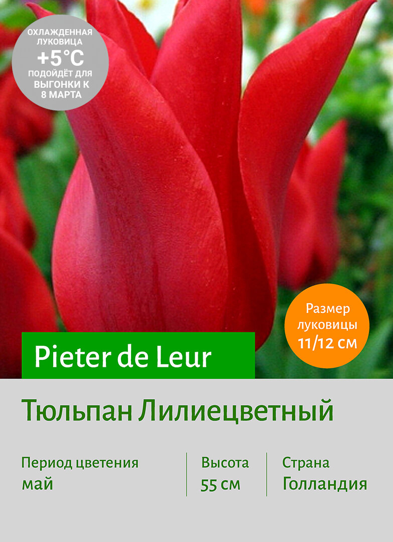 Тюльпан Питер де Лер (Pieter de Leur) лилиецветный луковицы 10 шт сотка