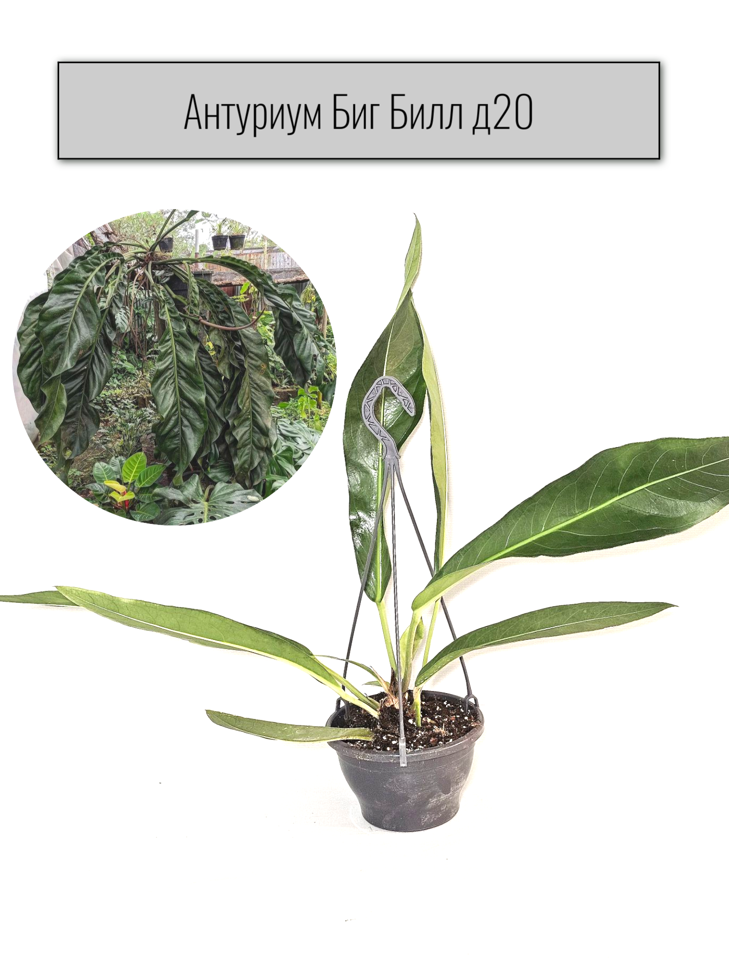 Антуриум Биг Билл в кашпо д20, декоративно-цветущее, высота 60 см, влажность высокая