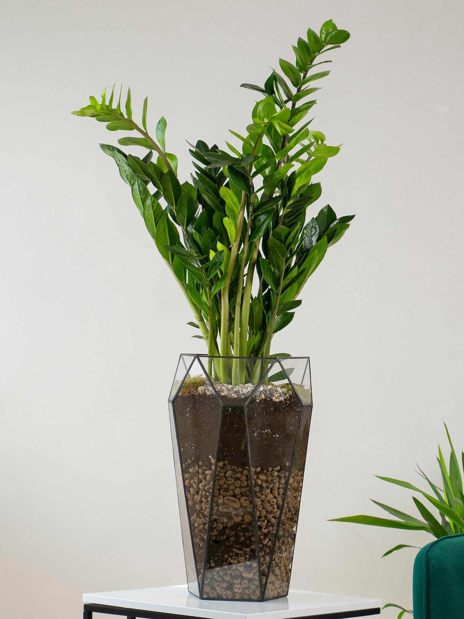 Geo Glass: Замиокулькас домашний 110-120 см , большое растение, стеклянное кашпо Тиффани, долларовое дерево