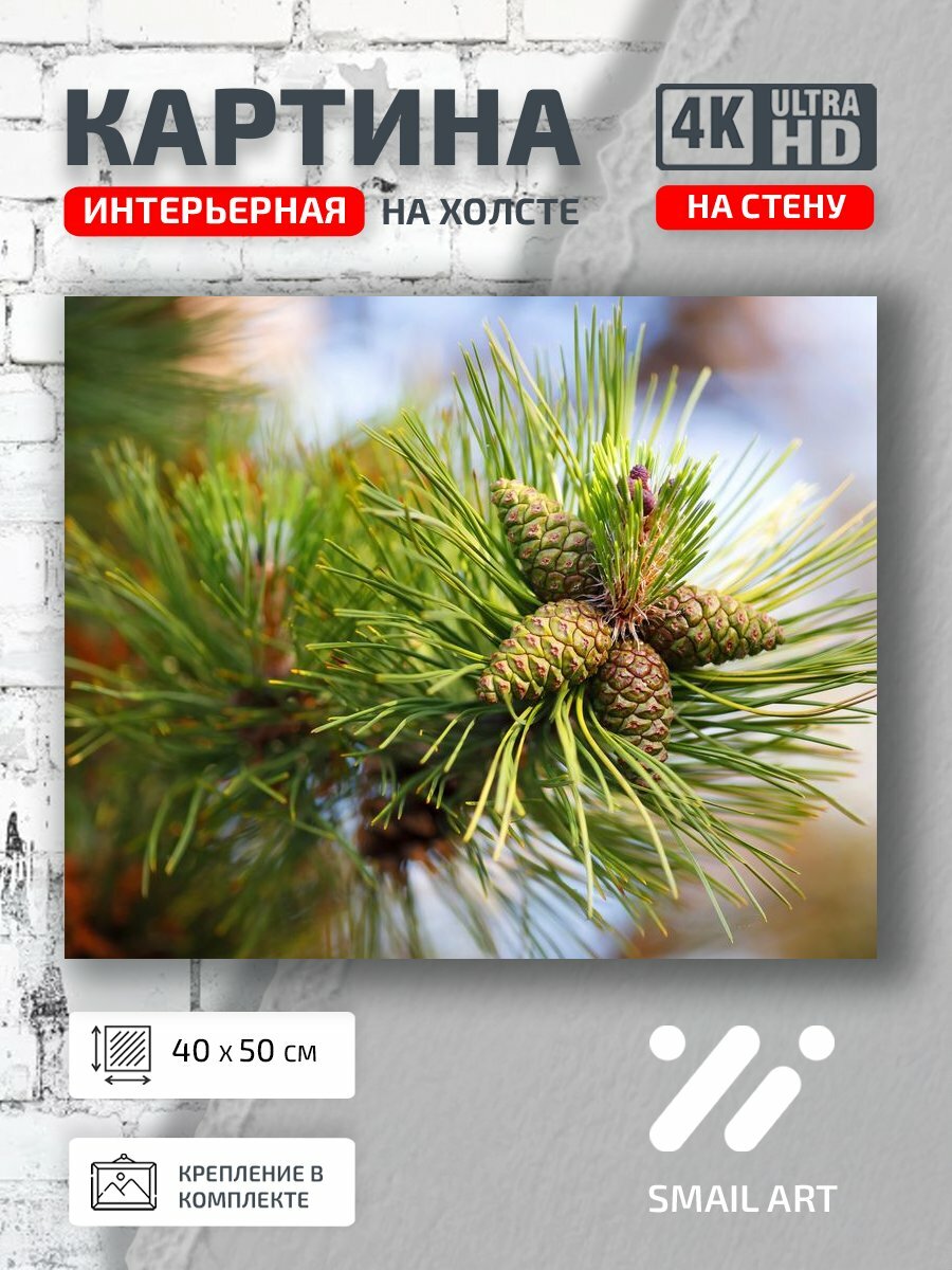 Картина на холсте интерьерная 40 на 50 на стену Шишки Landscape для спальни пейзаж интерьер