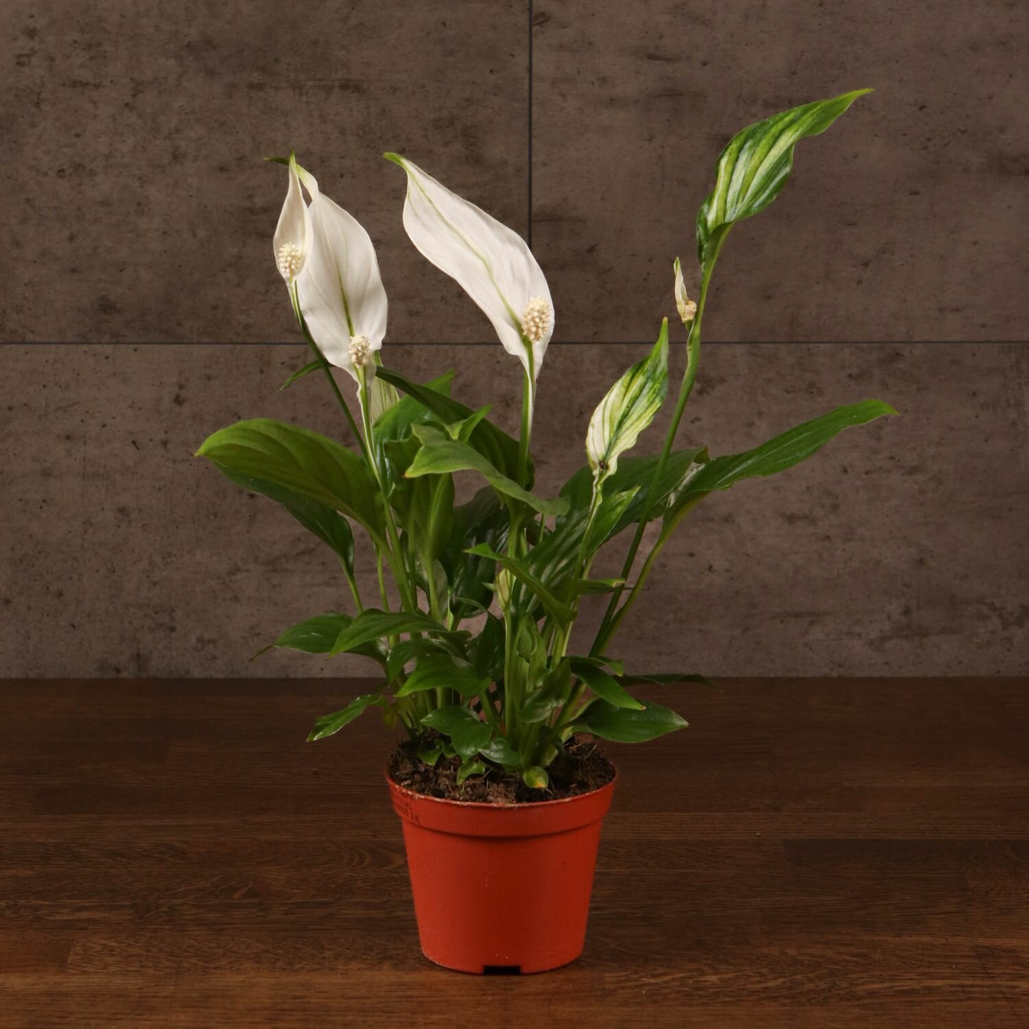 Спатифиллум Шопен 25/9