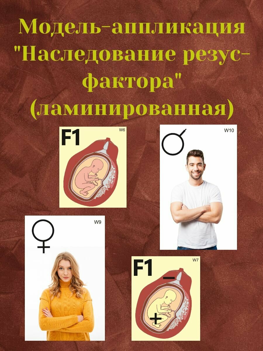 Модель-аппликация Наследование резус-фактора (карточки анатомия, биология)