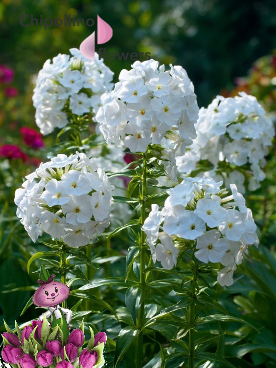 Луковицы цветов, chipollino flowers, Флокс REMBRANDT ( 1 штука )