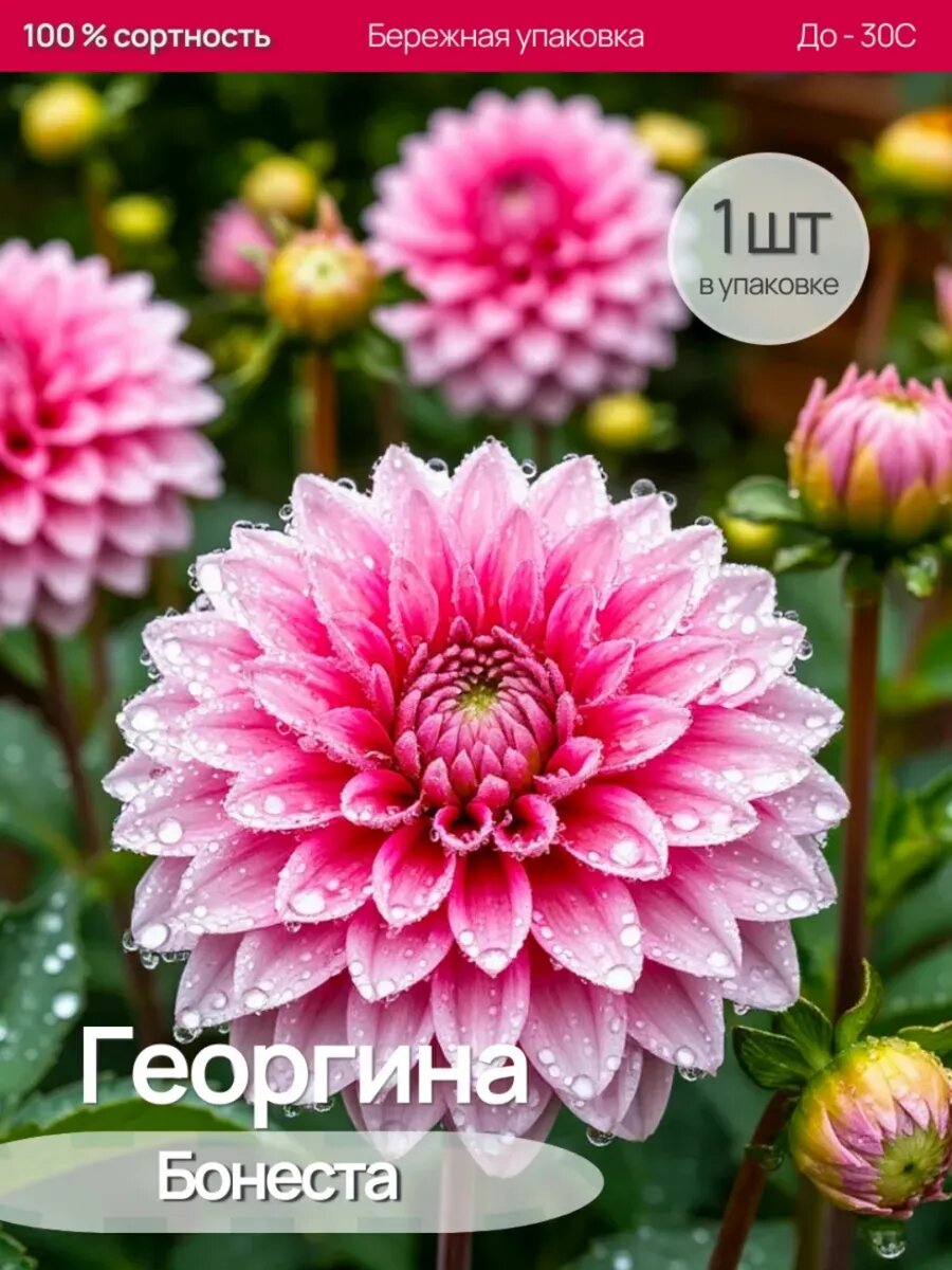 Георгины клубни многолетние бонеста