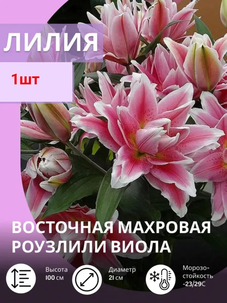 Лилия восточная махровая роузлили виола