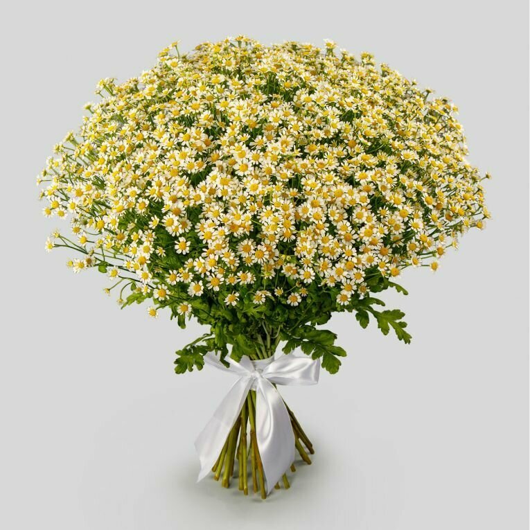 Букет СоюзЦветТорг "Ромашки", 51 цветок, 55 см, белый/желтый