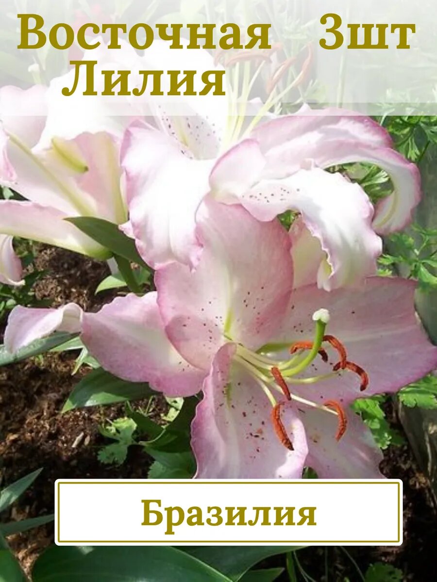 Лилия Восточная махровая, многолетние цветы, луковицы 3 шт