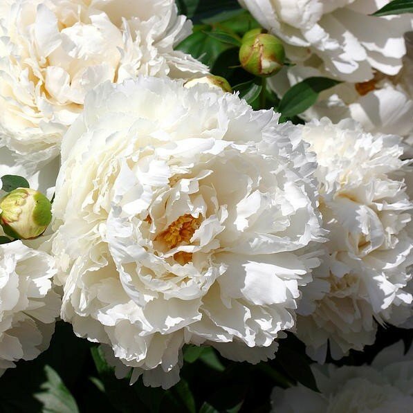 Пион Боул оф Крим (1 корневище в пакете с торфом), Нидерланды