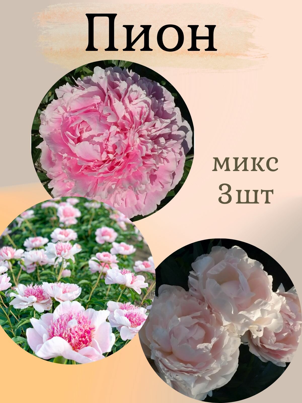 Пионы, многолетние цветы Микс из 3 штук
