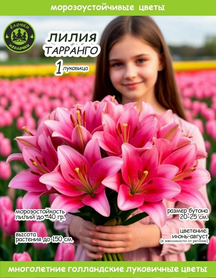 Лилия Луковица, Тарранго, 1 шт