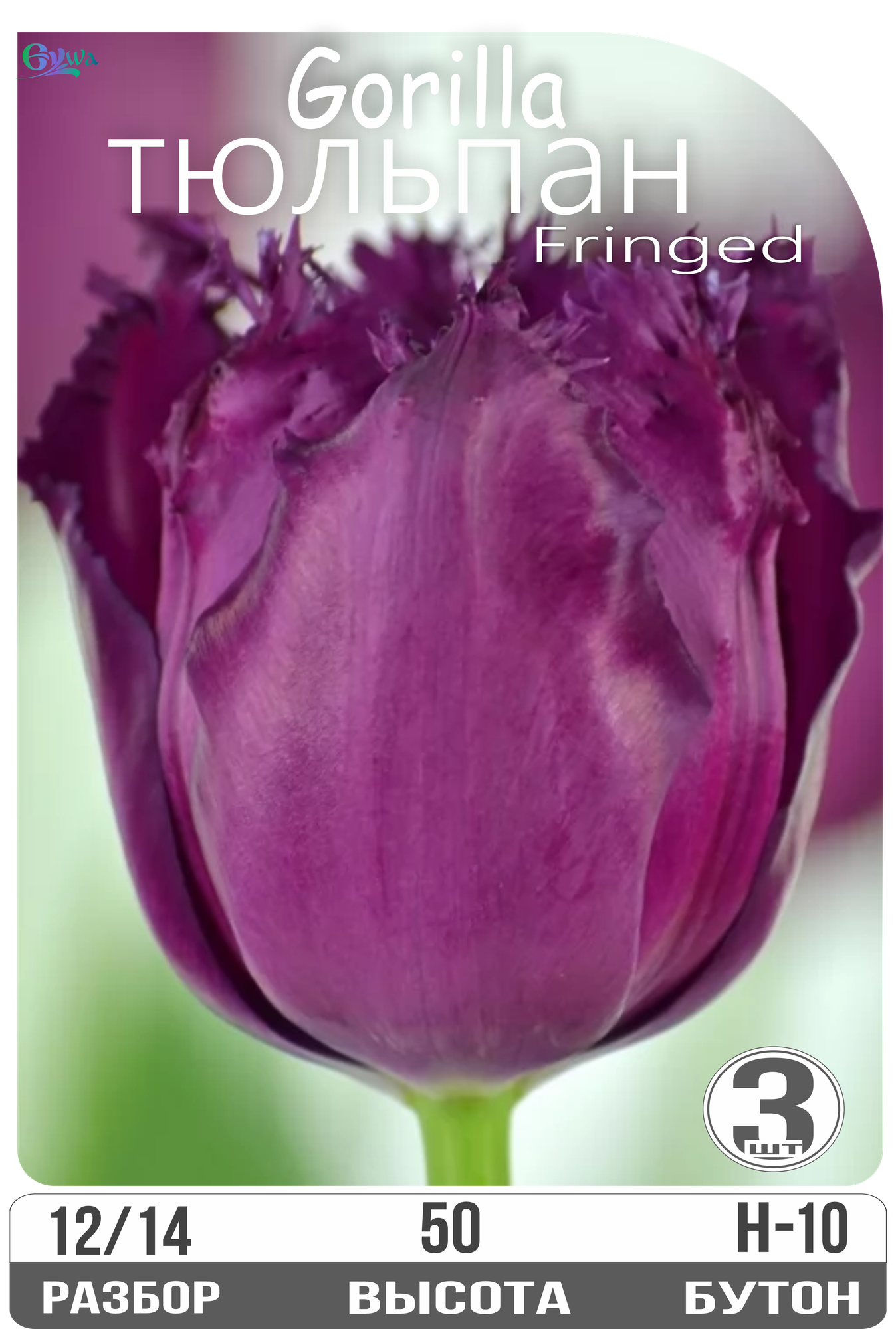 Тюльпаны Горилла, многолетние, крупные луковицы, 12/14 разбор, 3 шт. Eywa