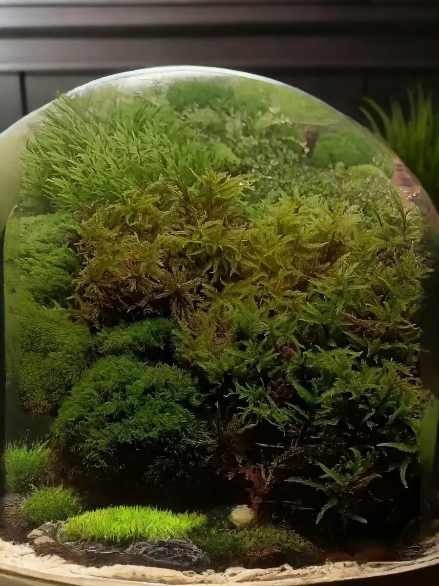 Набор мха живого для террариума и декора"Лесное Болотце": Климациум, Дикранум, Плагиомниум. Коврик 35x25 см