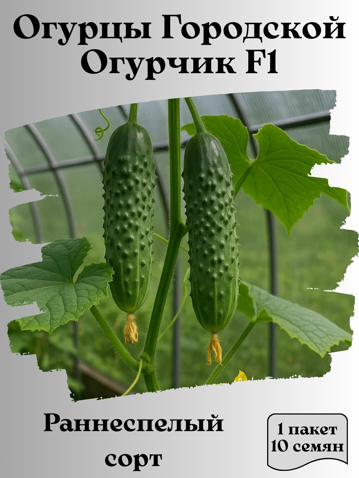 Огурцы Городской Огурчик F1, семена, 10 шт, 15 гр.