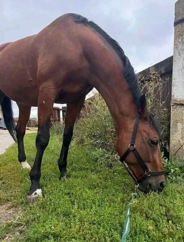 Недоуздок для лошади FULL/фулл черный