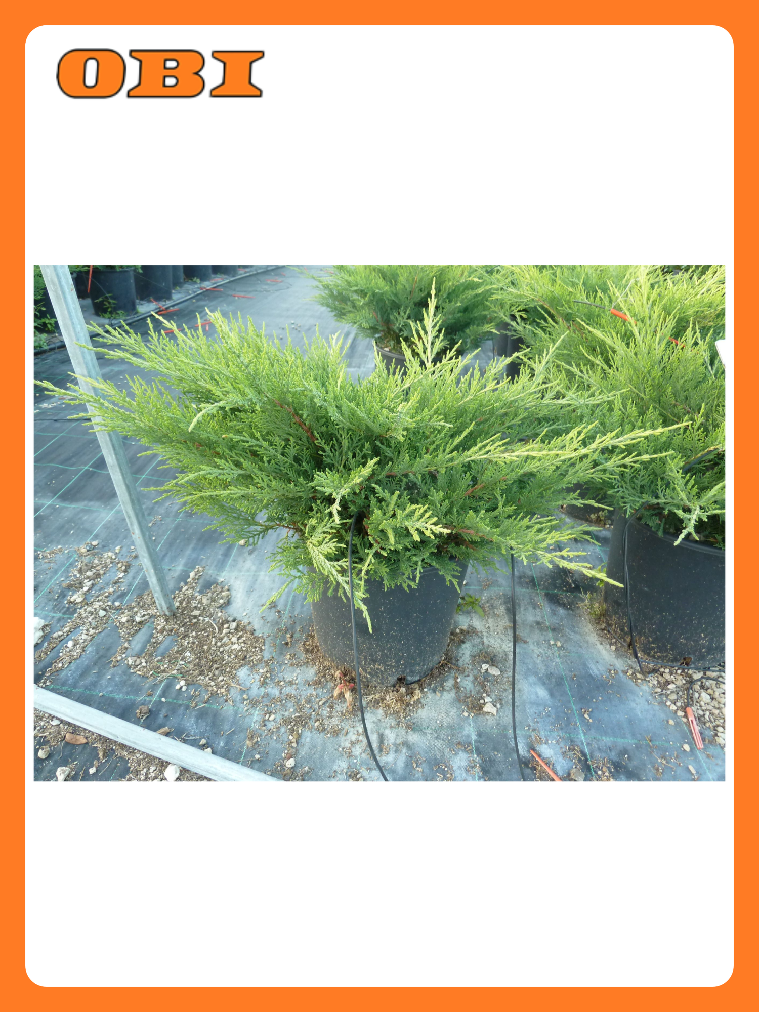 Можжевельник "Олд Голд" 881673, многолетнее, хвойное, декоративное растение