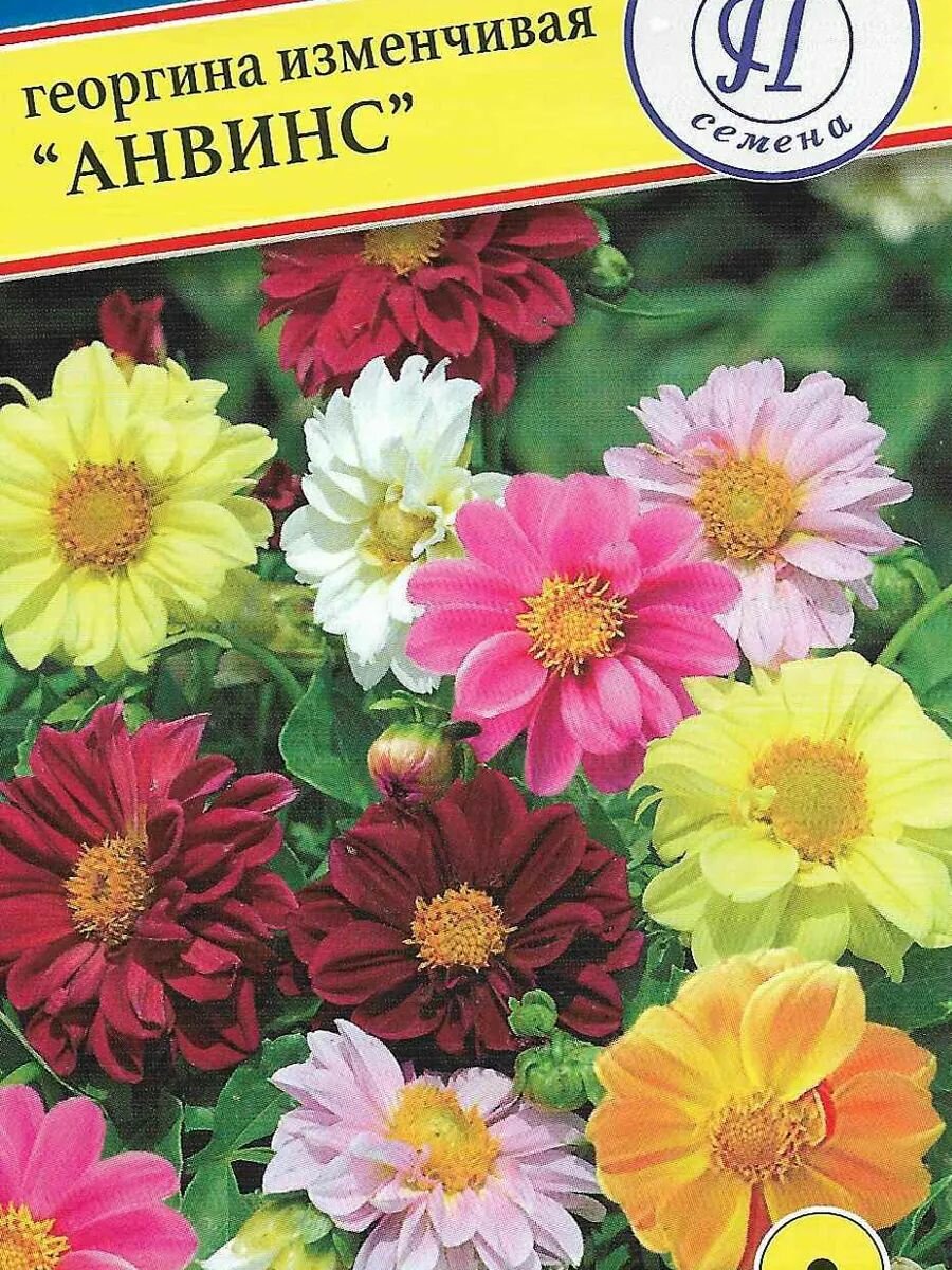 Георгина Анвинс изменчивая 20 шт, Семена Престиж
