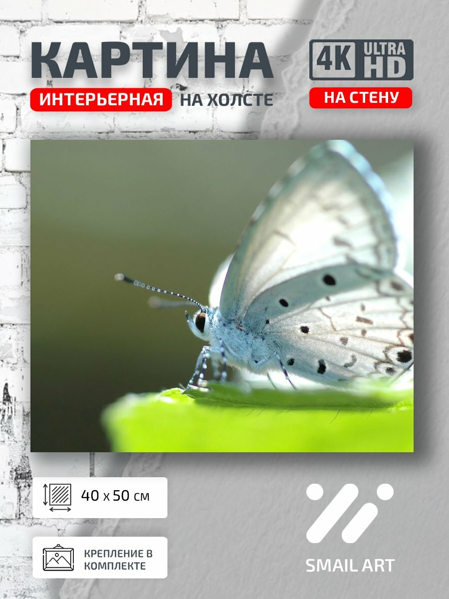 Картина на холсте интерьерная 40 на 50 на стену Бабочка Landscape для кабинета пейзаж декор