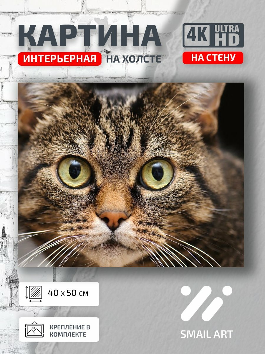 Картина на холсте интерьерная 40 на 50 на стену Взгляд cat для кафе animal style интерьер