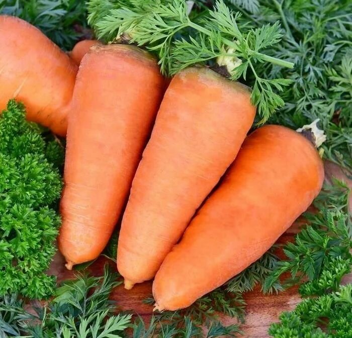 Коллекционные семена моркови Шантенэ 2461