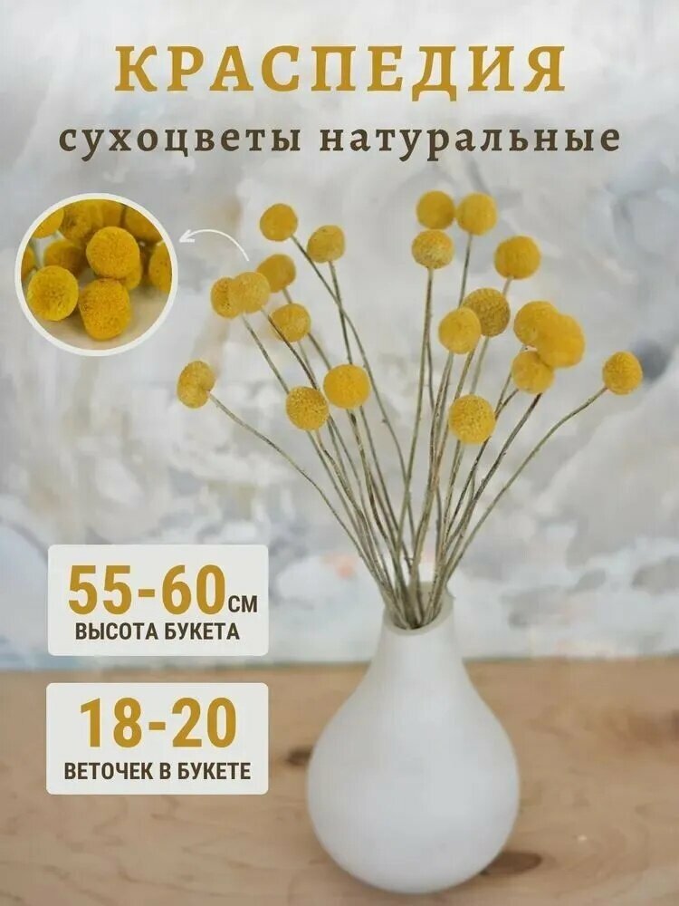 Сухоцветы Краспедия, 40 см