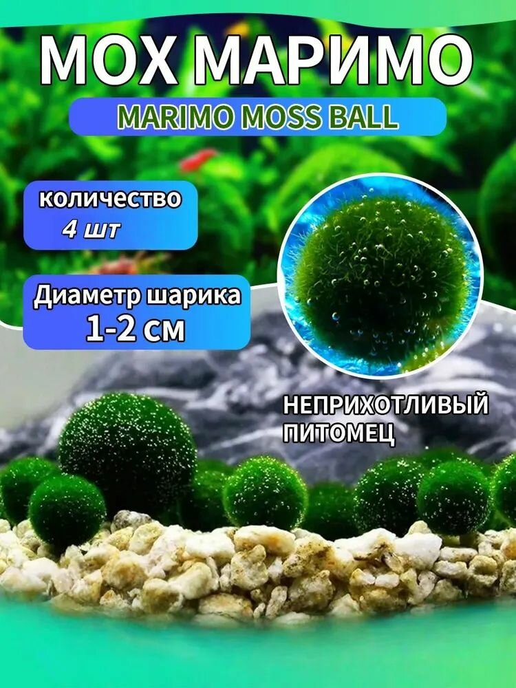 Кладофора шаровидная мох маримо (Aegagropila linnaei) 2см 4шт.