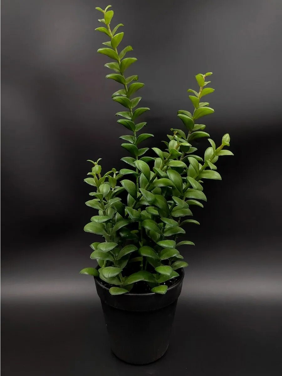 Цветок искусственный в горшке "Крассула"