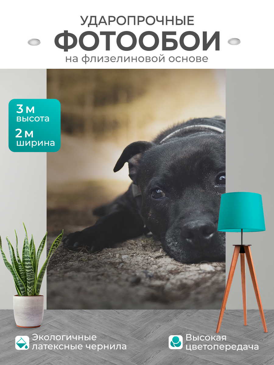 Фотообои моющиеся ударопрочные "Стаффордширский бультерьер, собака, домашний питомец" 200x300 см. флизелиновые на стену