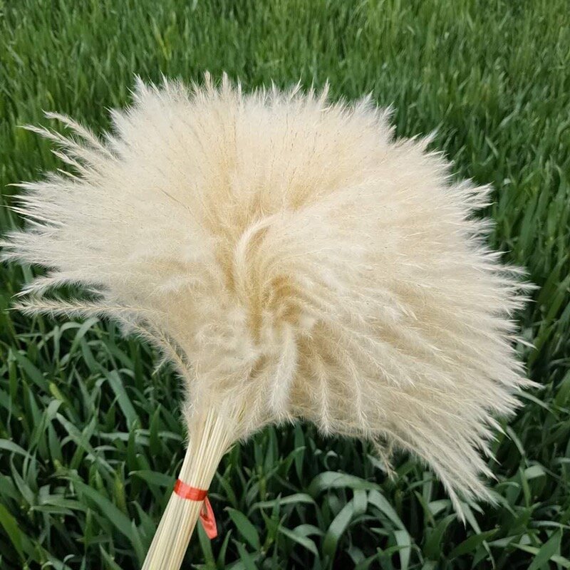 Букет из сухих цветов тростника, скандинавский декор, украшение для пола в гостиной, свадебная композиция, реквизит для фотографии, розовый тростник