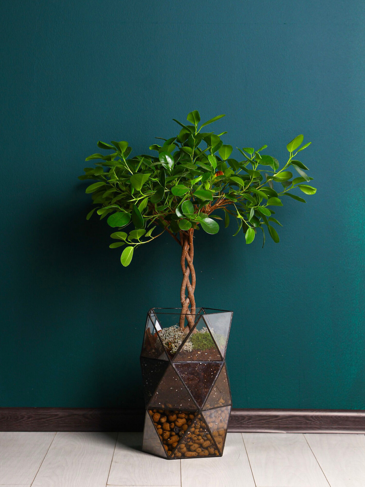 Geo Glass: Фикус Мокламе , фикус бенджамина плетенный в геометрическом кашпо из стекла