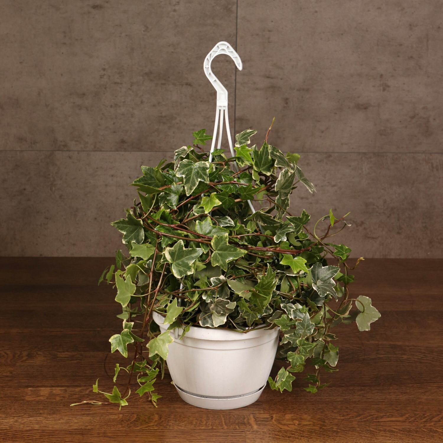 Хедера Хеликс Ева D17