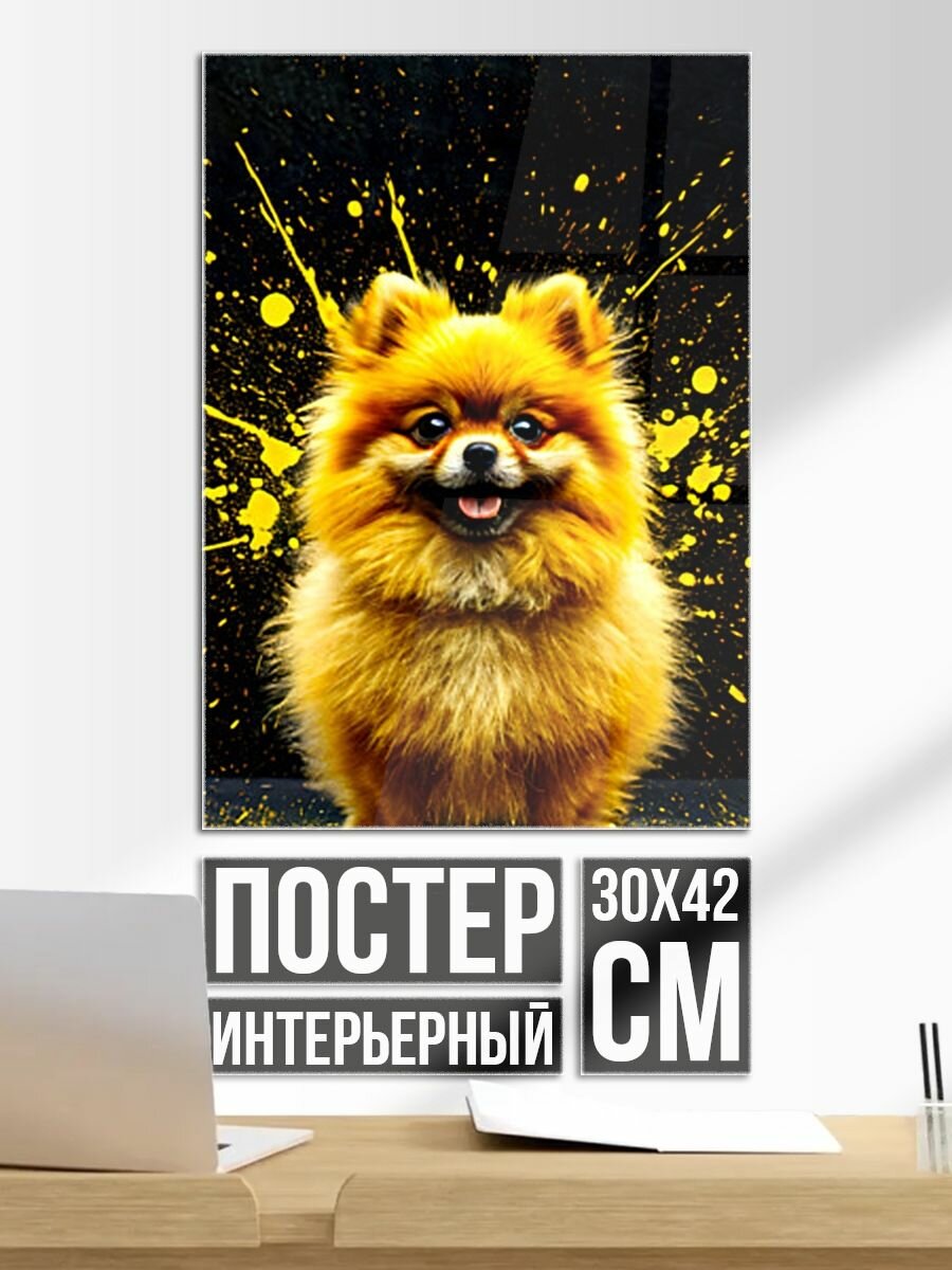 Постер на стену Шпиц на черном с желтым
