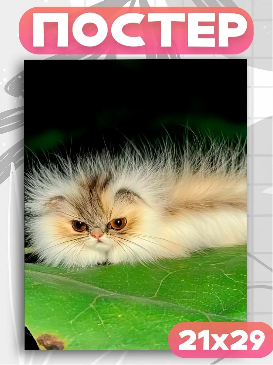 Постеры на стену для интерьера Котогусеница, плакат 1шт, А4 размер.