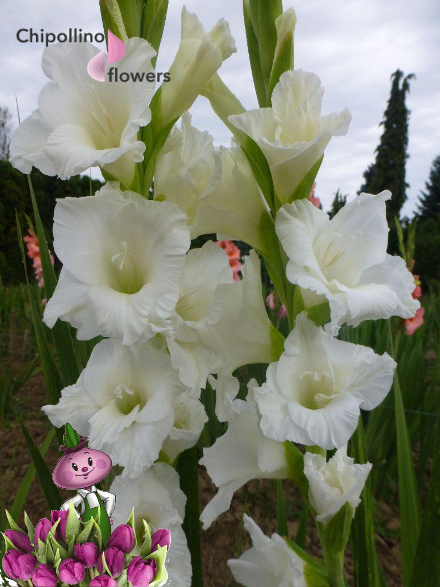 Луковицы цветов, chipollino flowers, Гладиолус AMSTERDAM (10 луковиц)