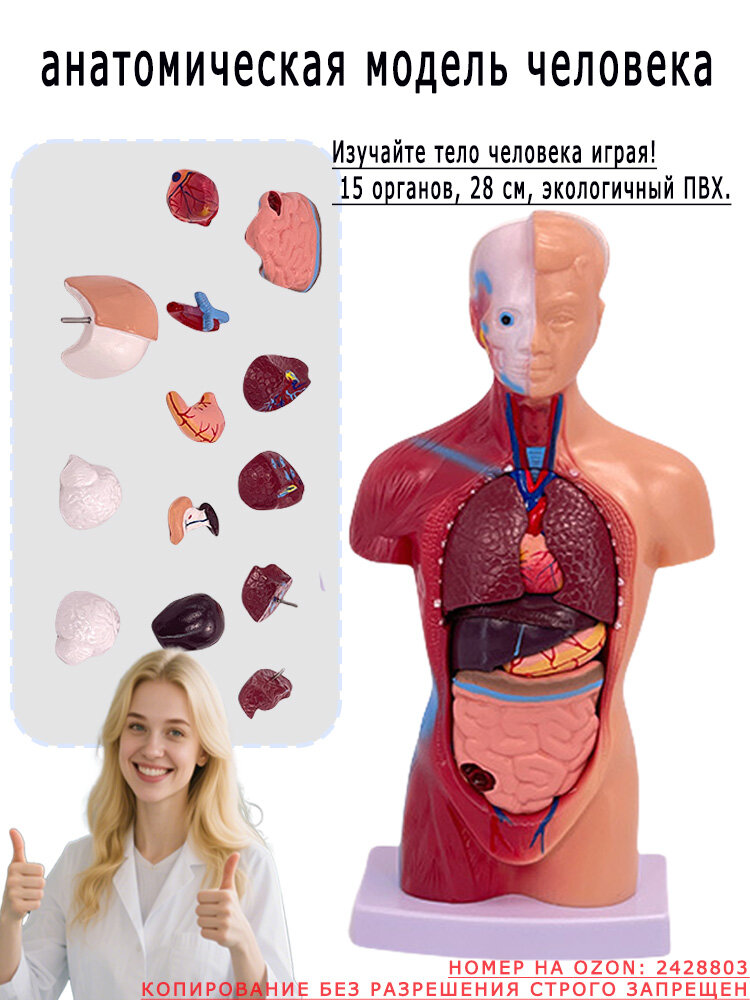Анатомическая модель человека 28 см, Разборный торс с 15 органами: учебное пособие по анатомии, игрушка для детей