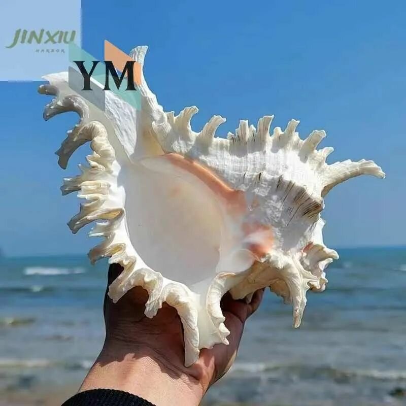 Ракушка морская Мурекс ветвистый 12-16см