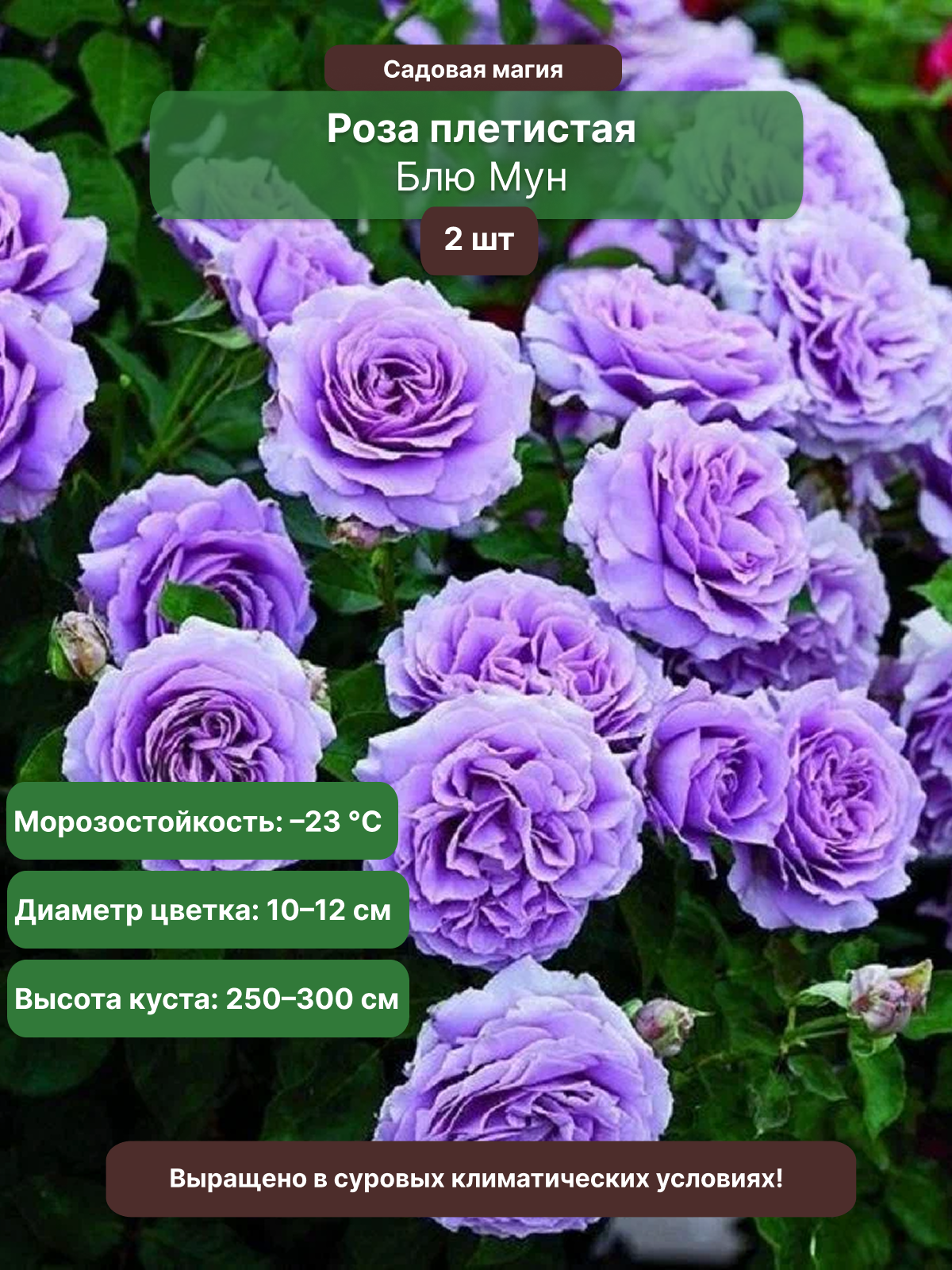 Роза плетистая "Блю Мун", многолетняя, перламутровые цветы, 2 шт.