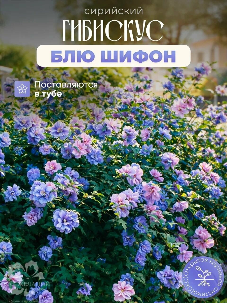 Гибискус сирийский Blue Shiffon окс в тубе