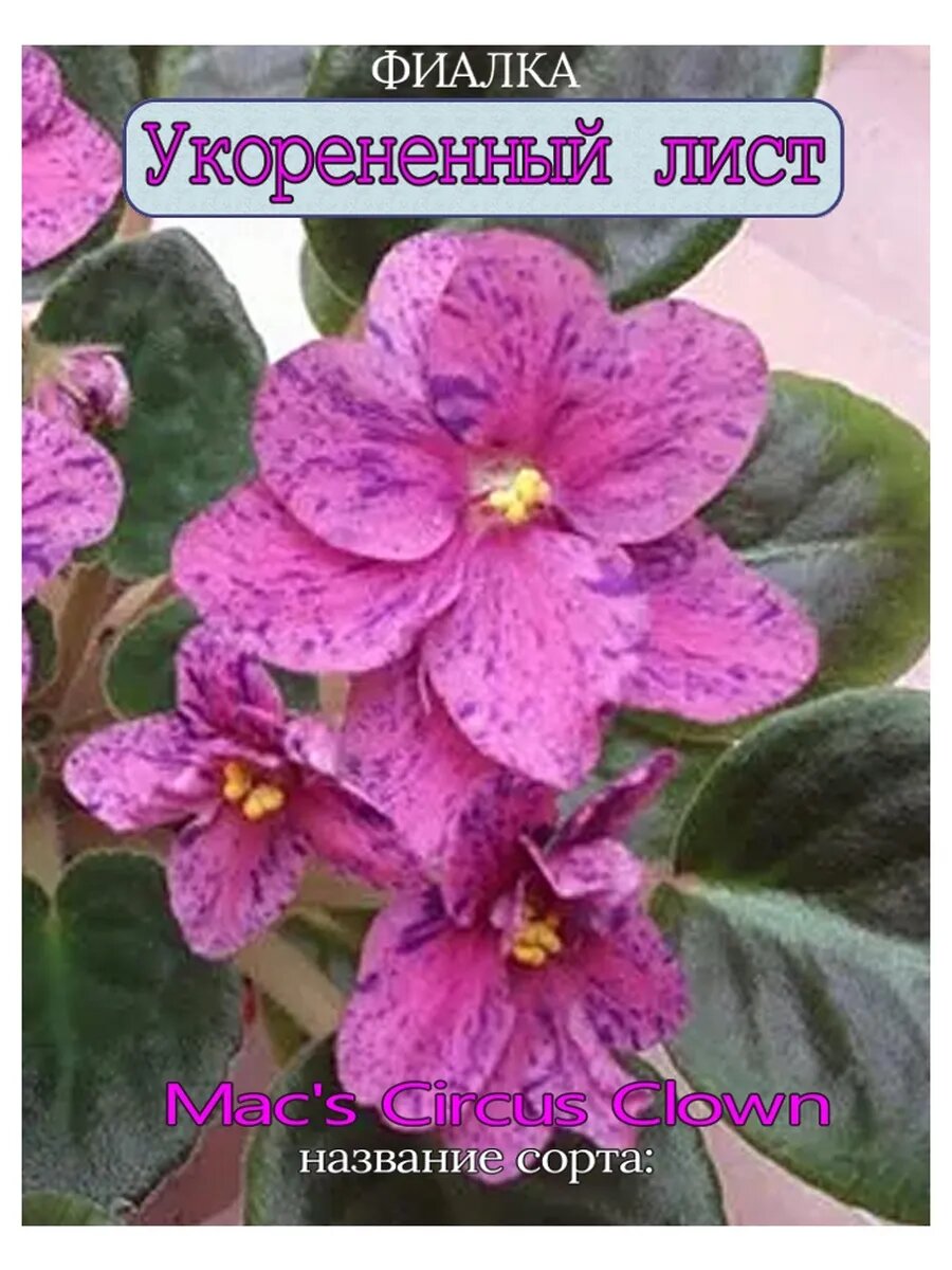 Фиалка комнатная сорт Mac's Circus Clown (укорененный лист) 1 штука