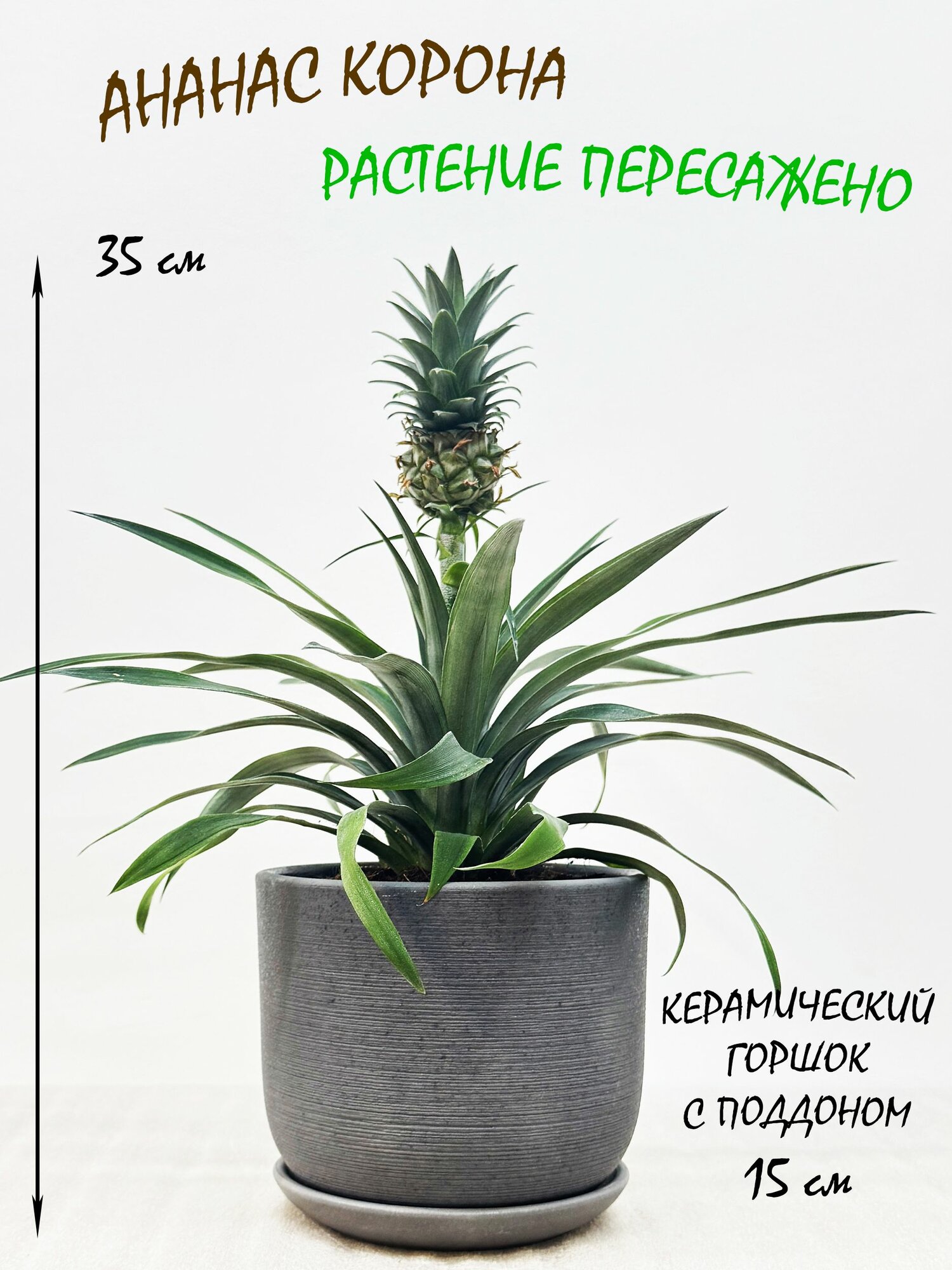 Ананас Корона в сером керамическом горшке с поддоном, высота 30-35см